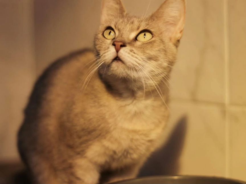 Кошка Бонита