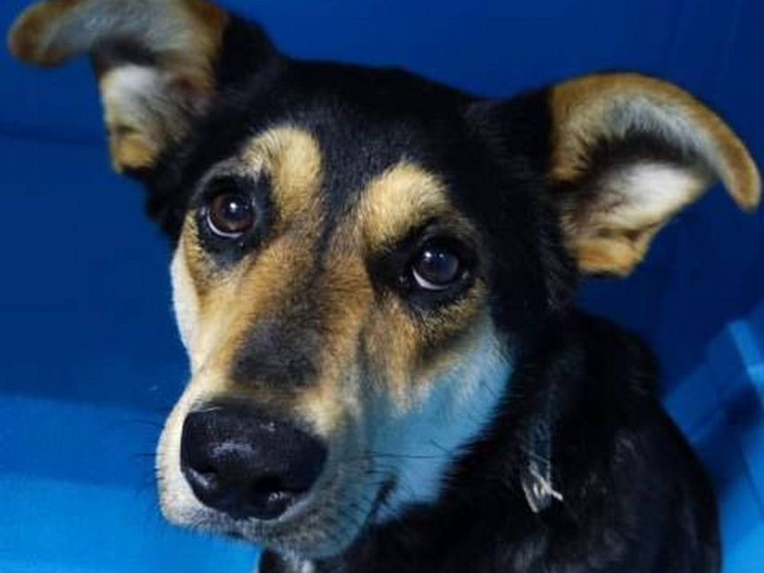 Собаку бросил хозяин и уехал.очень нужен дом