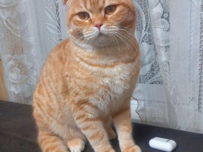 Отдам кота в добрые руки