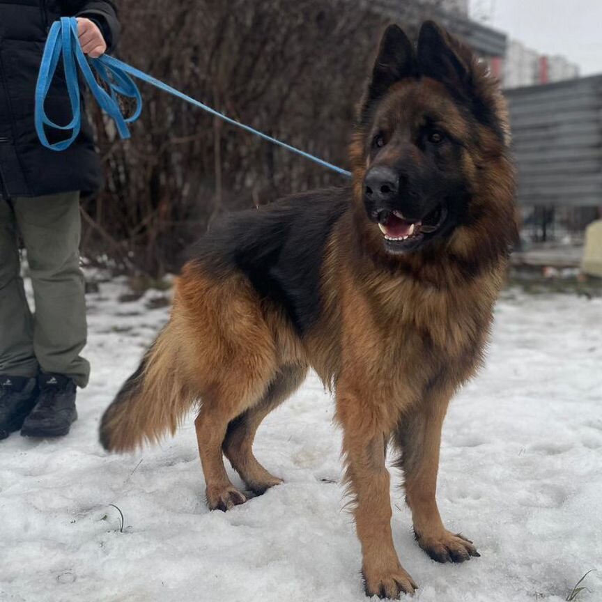 Немецкая овчарка ищет дом