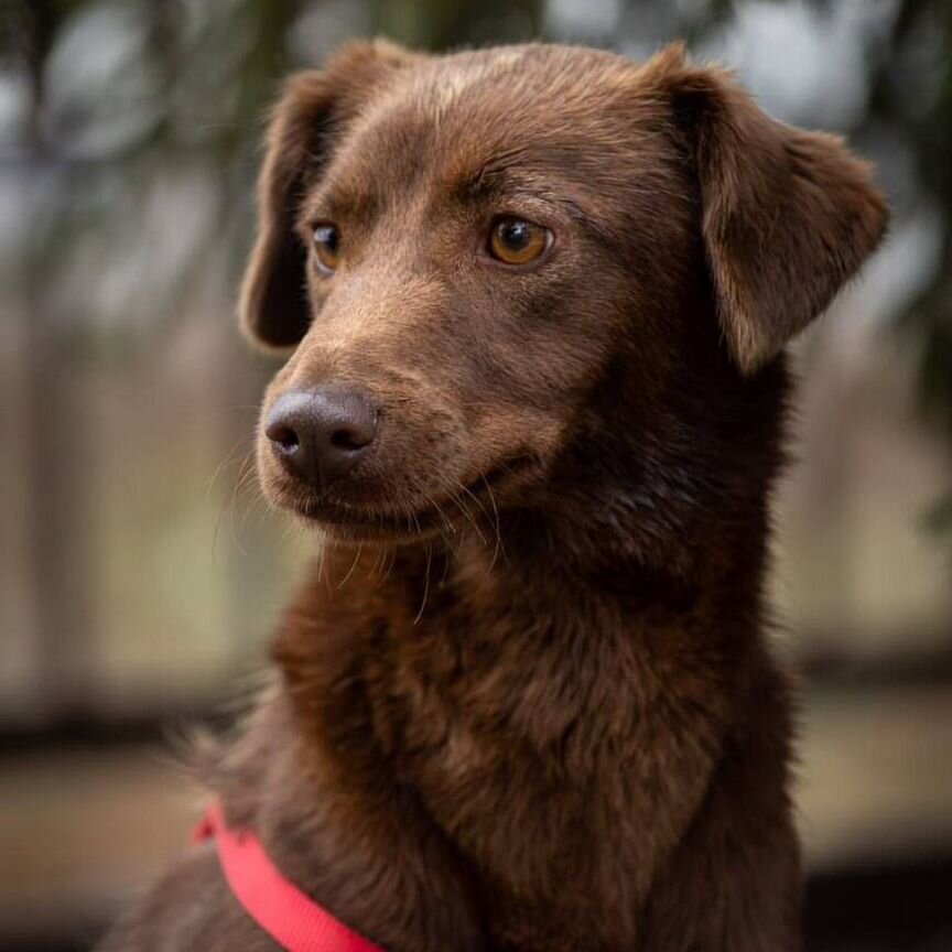 Собака Луна в поисках семьи