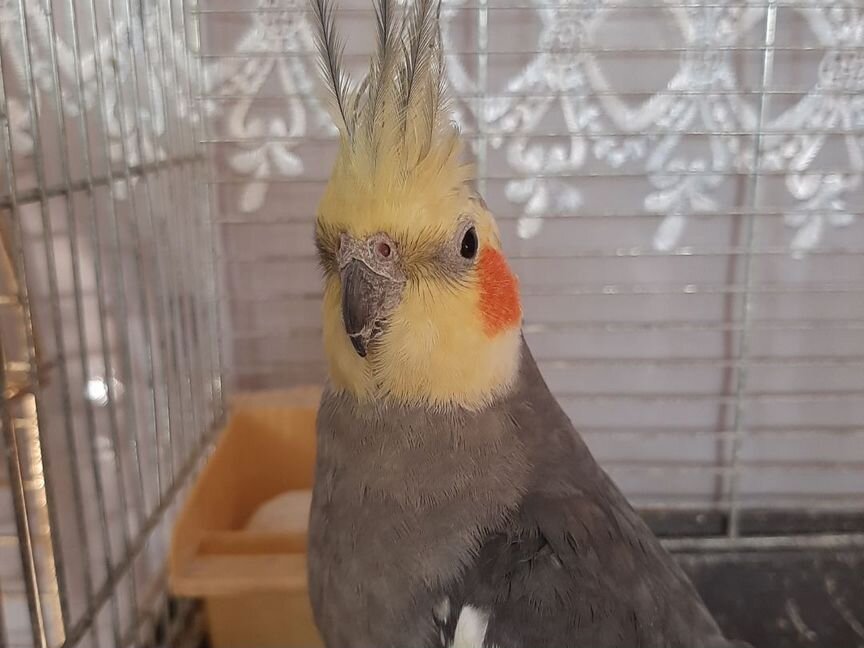 Попугай карелла