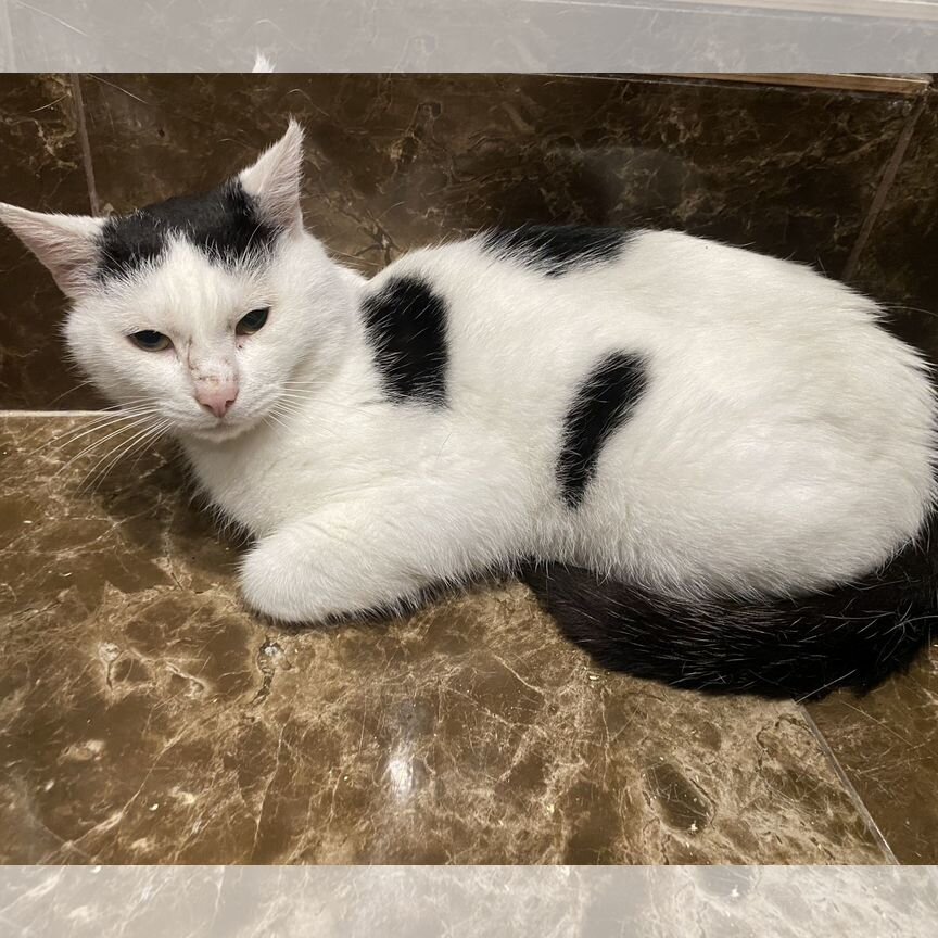 Взрослый кот в добрые руки