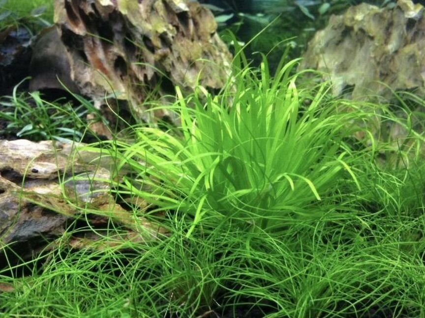 Аквариумные креветки