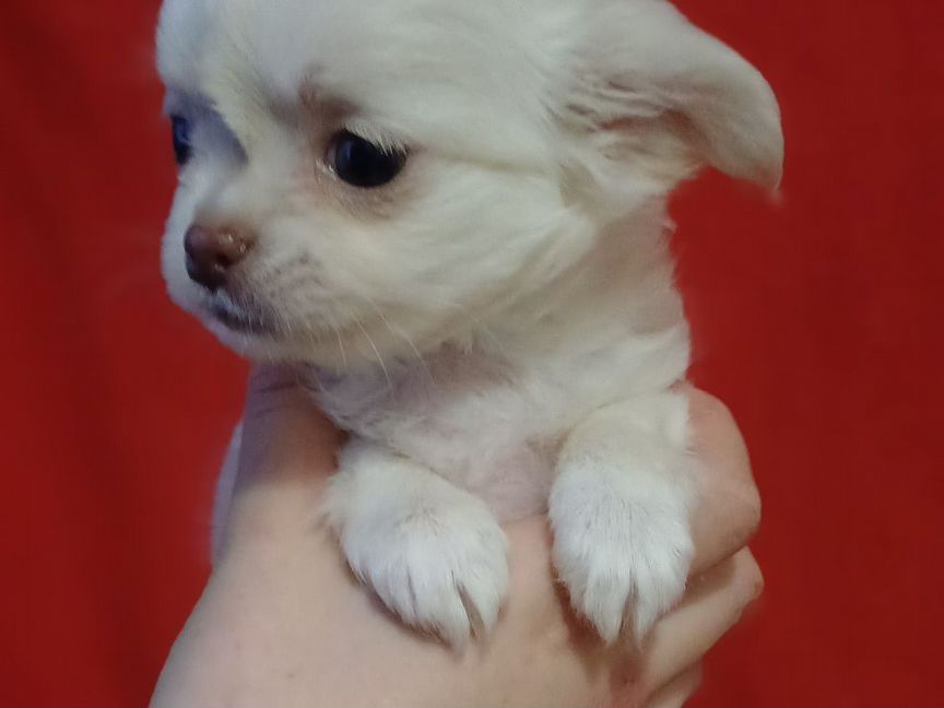 Чихуахуа мини мини