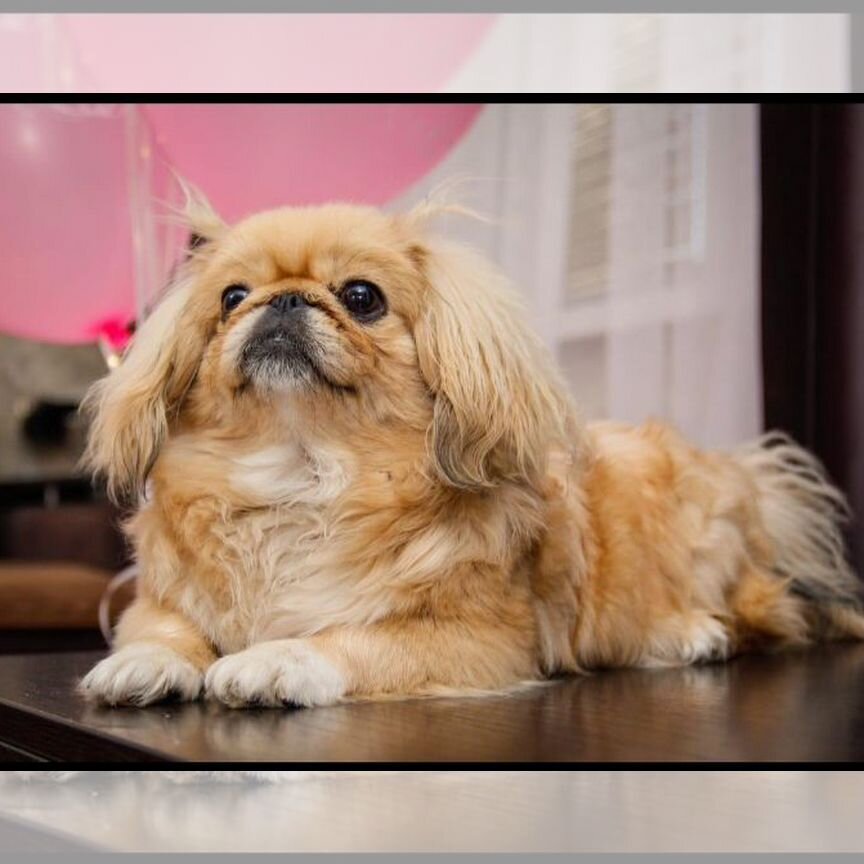 Собака Пекинес 2 года