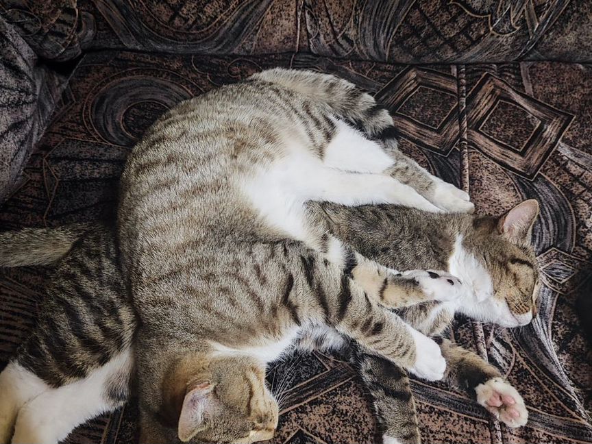 Кошки в добрые руки