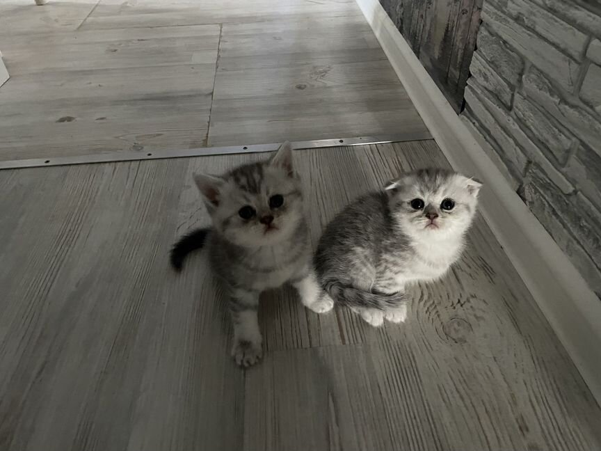 Шотландские вислоухие котята