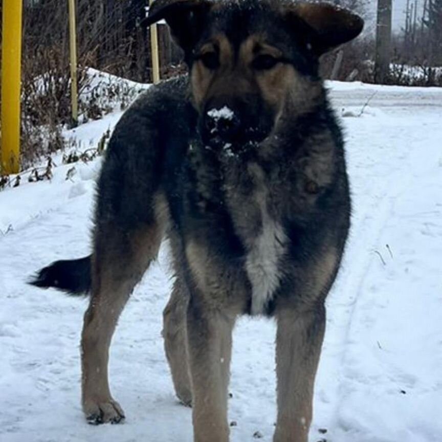 Потап ищет дом