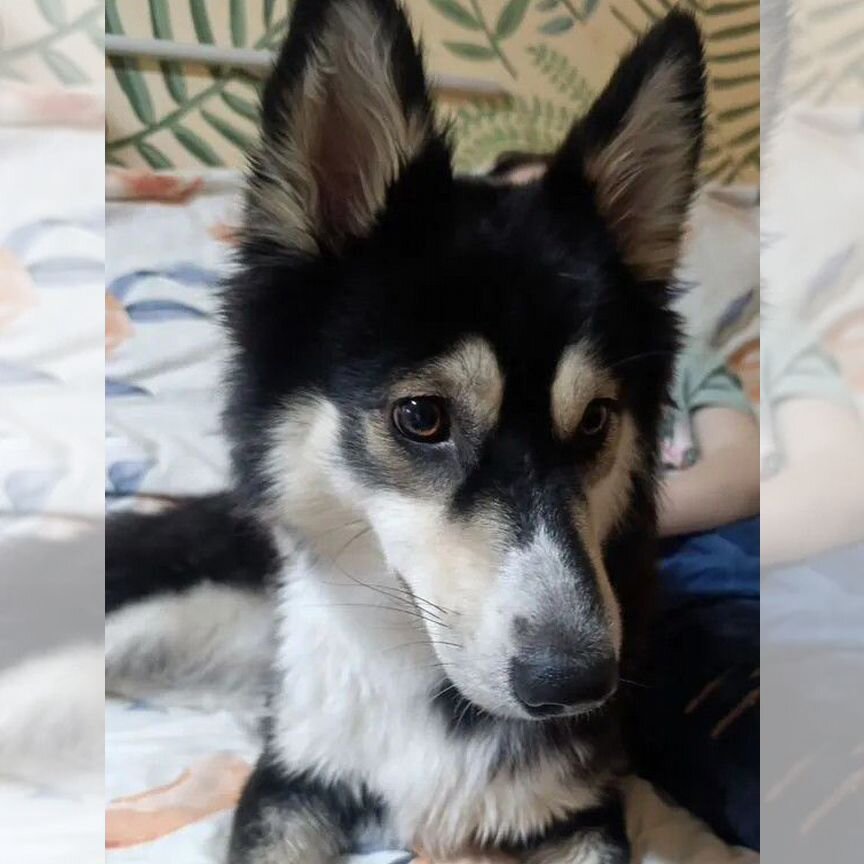 Отдам собаку в добрые руки