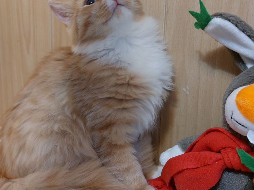 Котёнок Мирон надеется стать нужным кому то