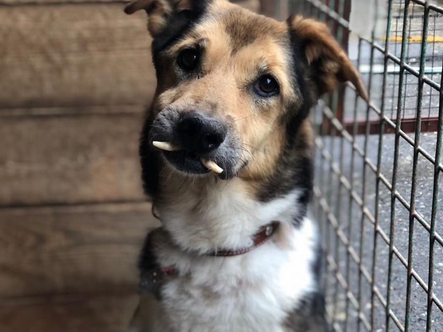 Необычная собака в поисках дома. Приют