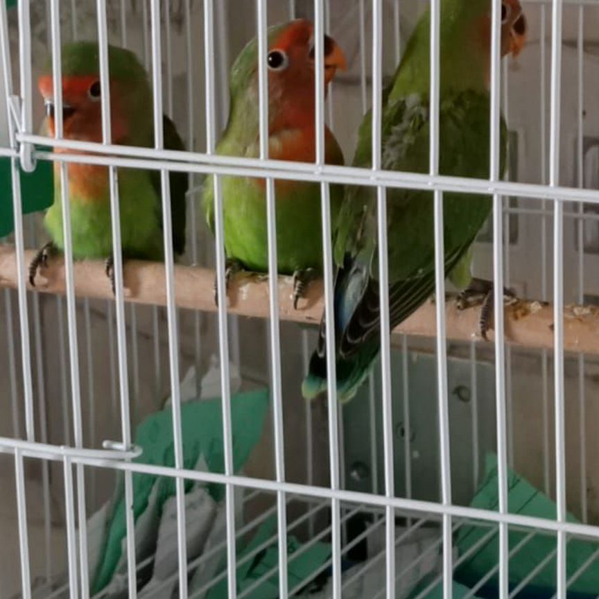 Попугаи неразлучники