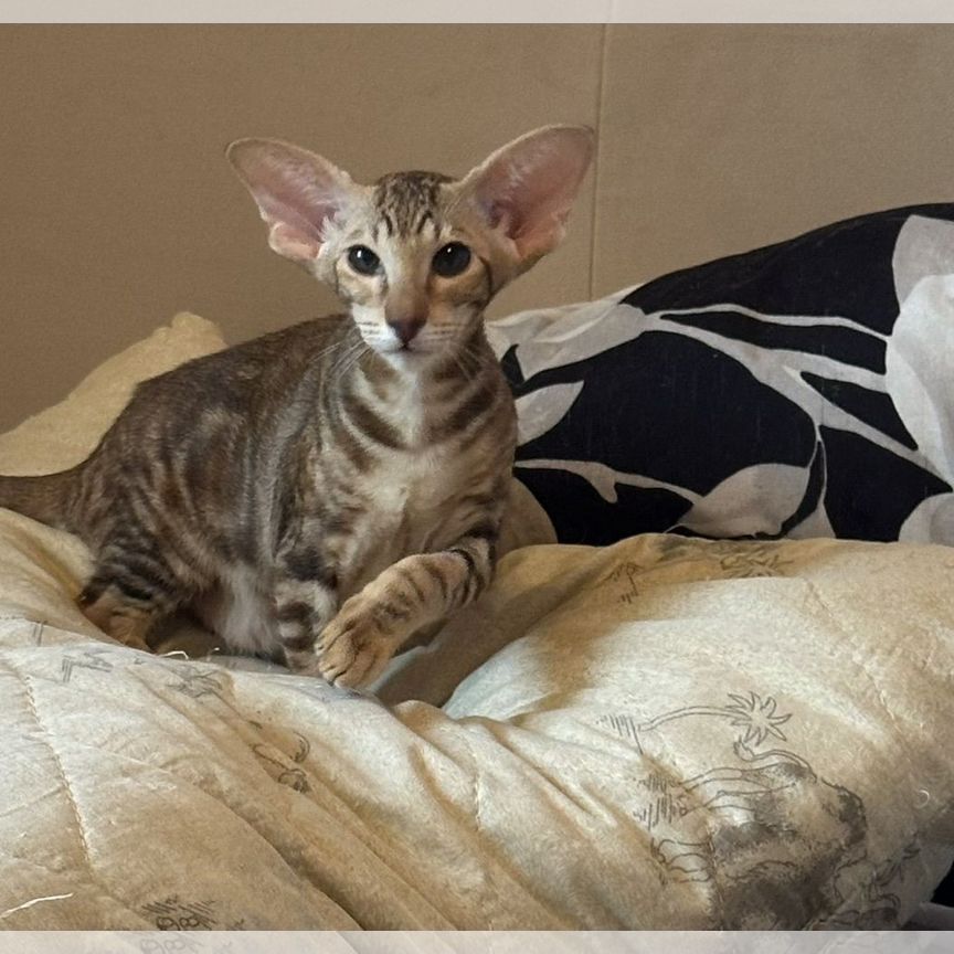 Ориентальный котёнок