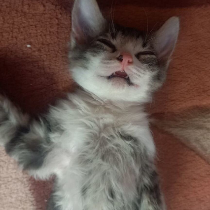 Отдам в добрые руки