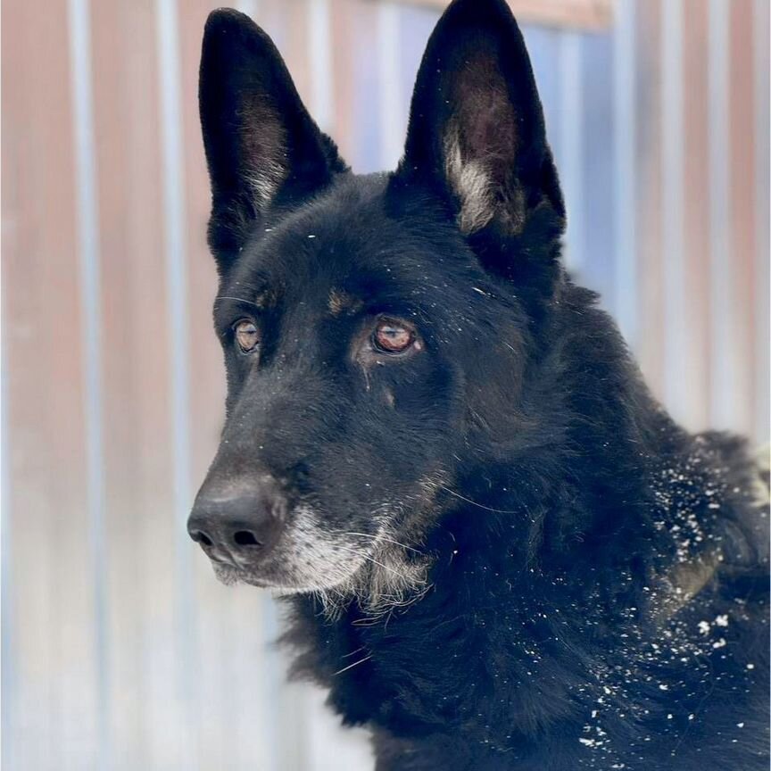 Несчастный пес Найт остался один