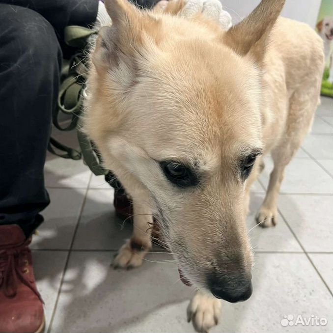 Собака может стать твоей