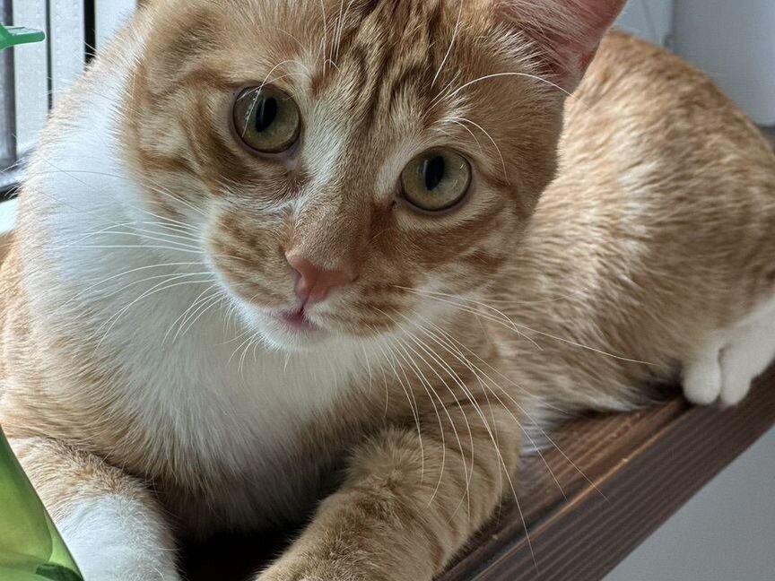 Рыжий кот в добрые руки