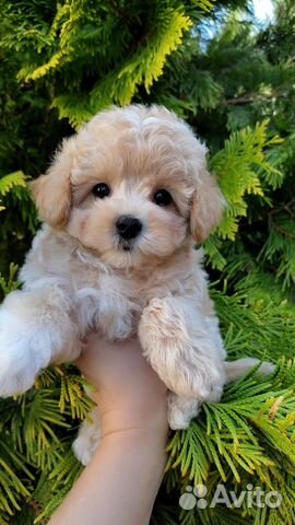 Мальтипу собака