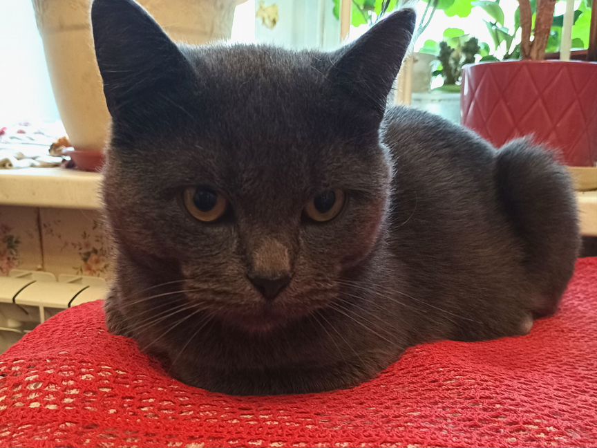 Кот 1,5 года в добрые руки