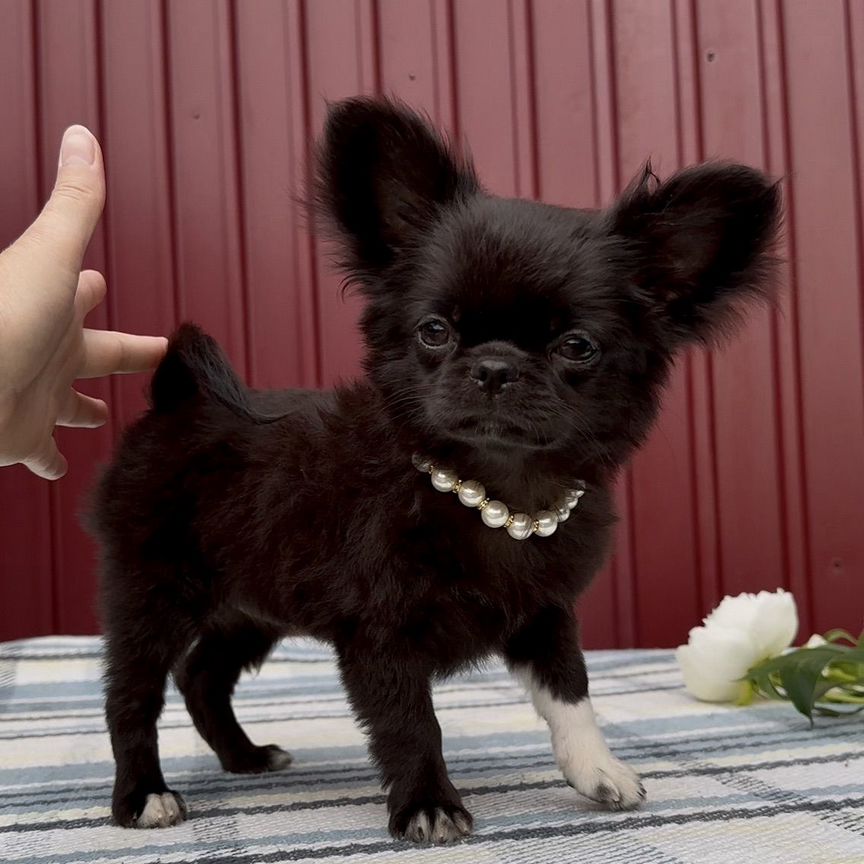 Чихуахуа жгучая красотка