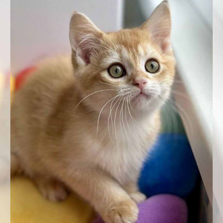 Шотландский прямоухий короткошёрстный котёнок