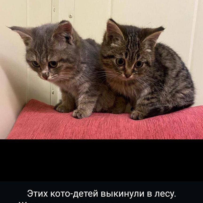 Маленькие котейки