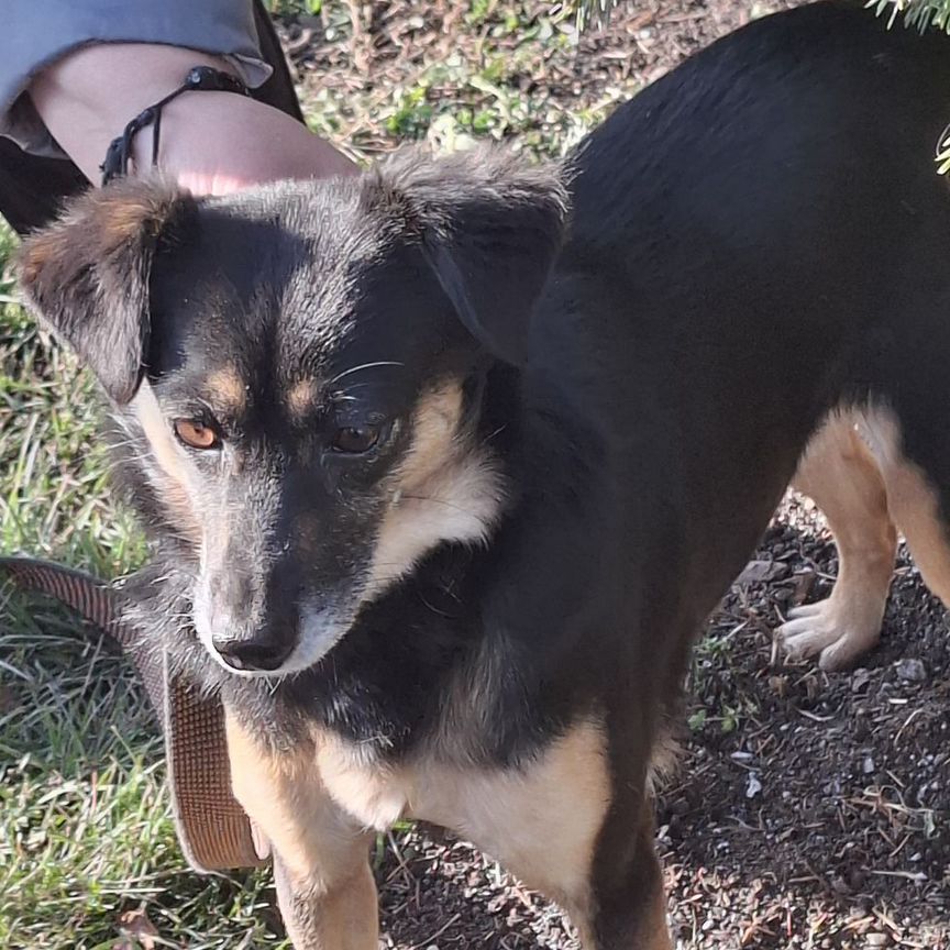 Взрослая собака в добрые руки