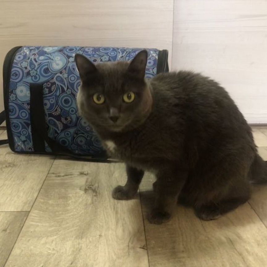 Переноска для кошек