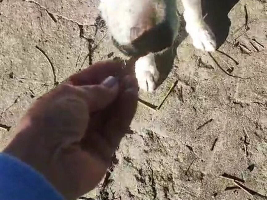 Собака Белка Беллуччи ждет