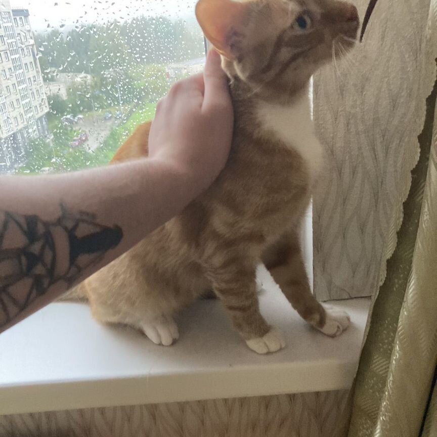 Котик мальчик рыжий