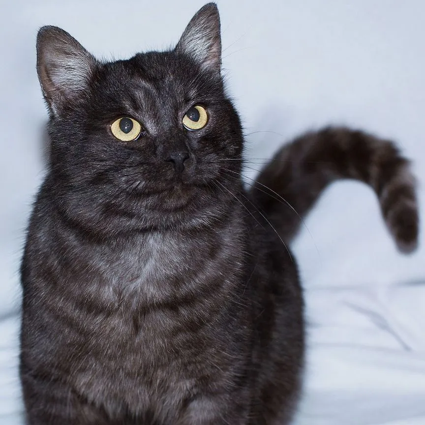 Шотландского кота выкинули на улицу