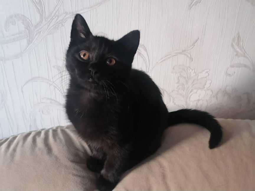 Котенок