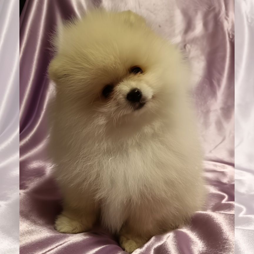 Померанский шпиц, щенок