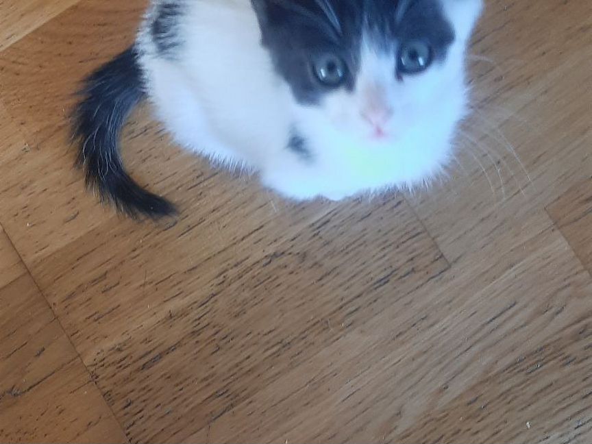 Белый мальчик в черный горошек