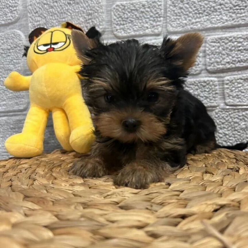 Йоркширский терьер