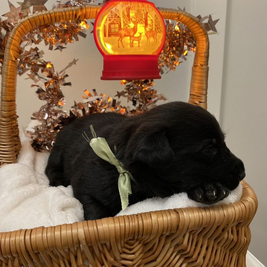 Щенок в добрые руки бесплатно маленькая порода