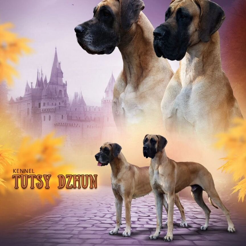 Щенки немецкого дога