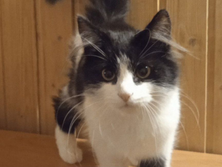 Котёнок 5 мес в добрые руки ищет дом