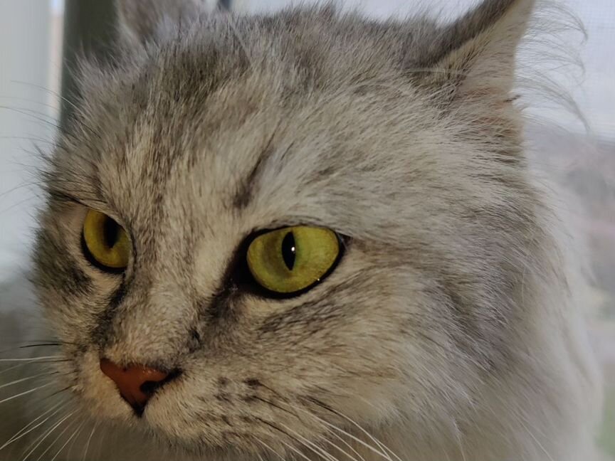 Кошка породы Шотландская шиншилла