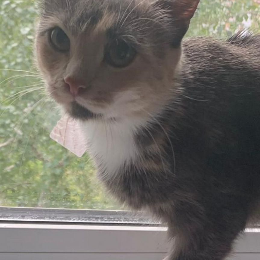 Кошечка в добрые руки