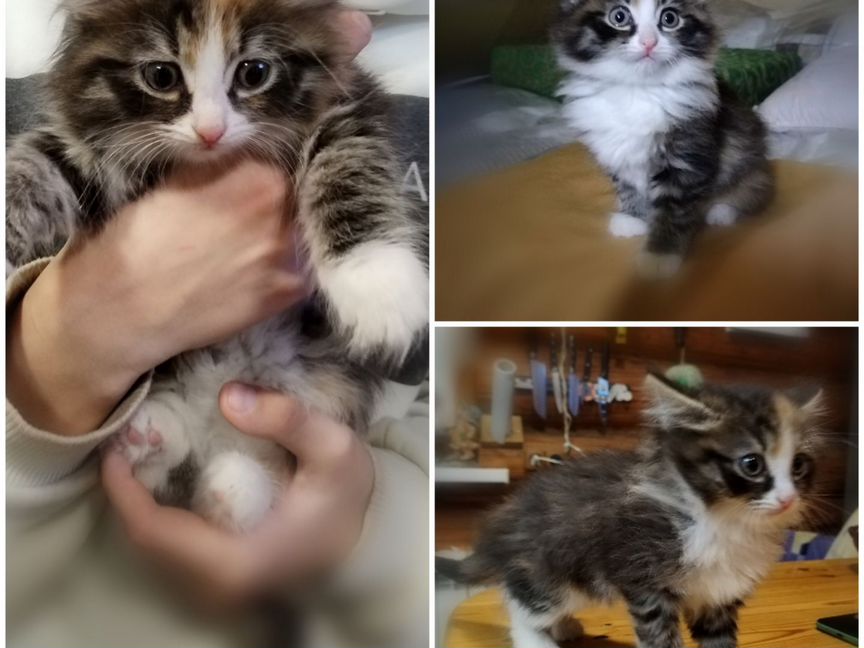 Котята в добрые руки бесплатно