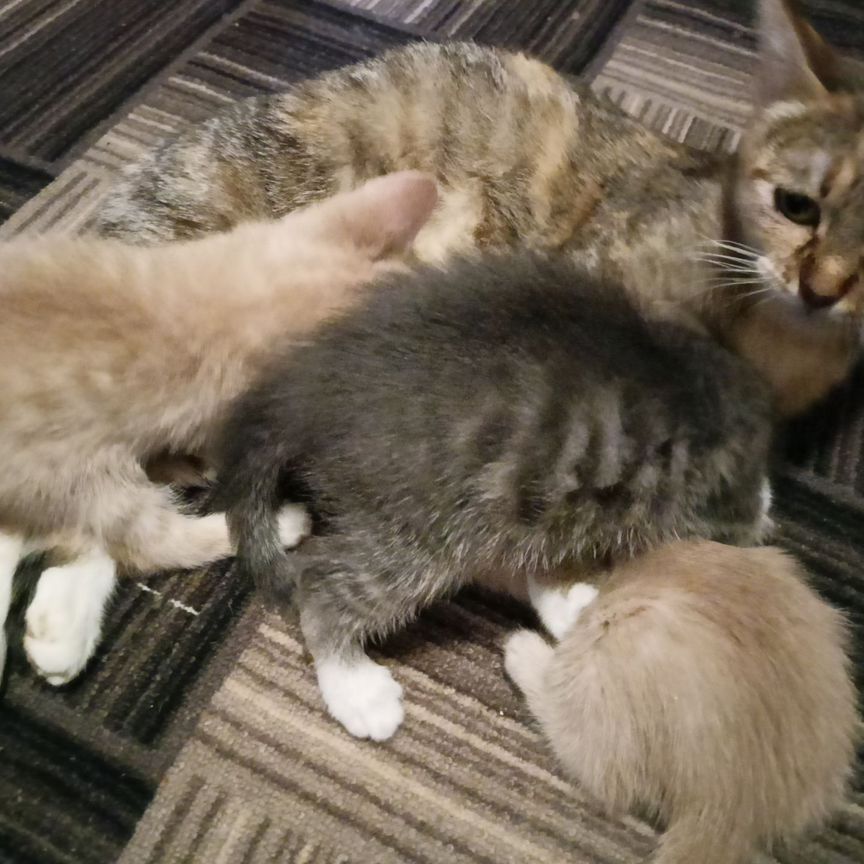 Котята в добрые руки