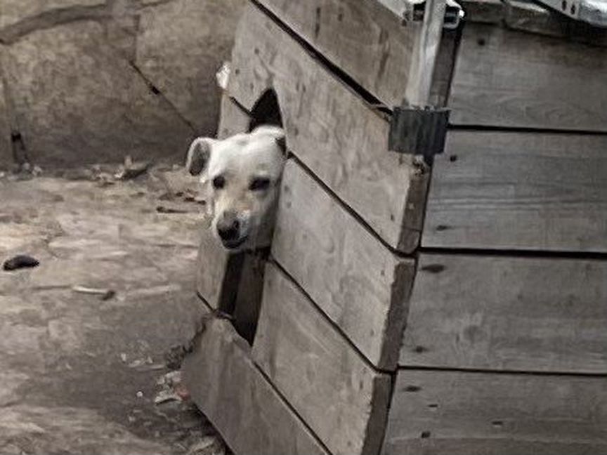 Ищем дом собачке