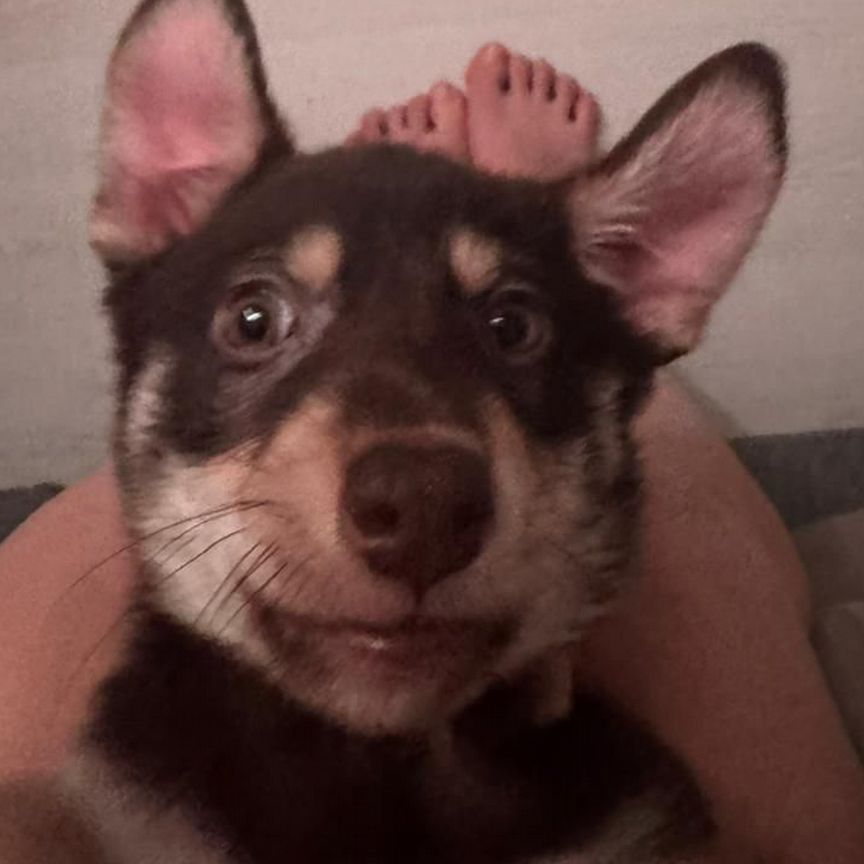 Щенок в добрые руки