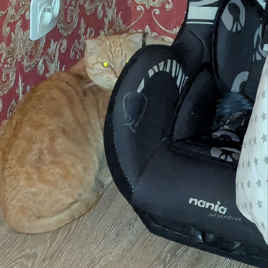 Британская короткошёрстная кошка, взрослая