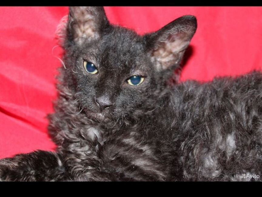 Отдам бесплатно в добрые руки