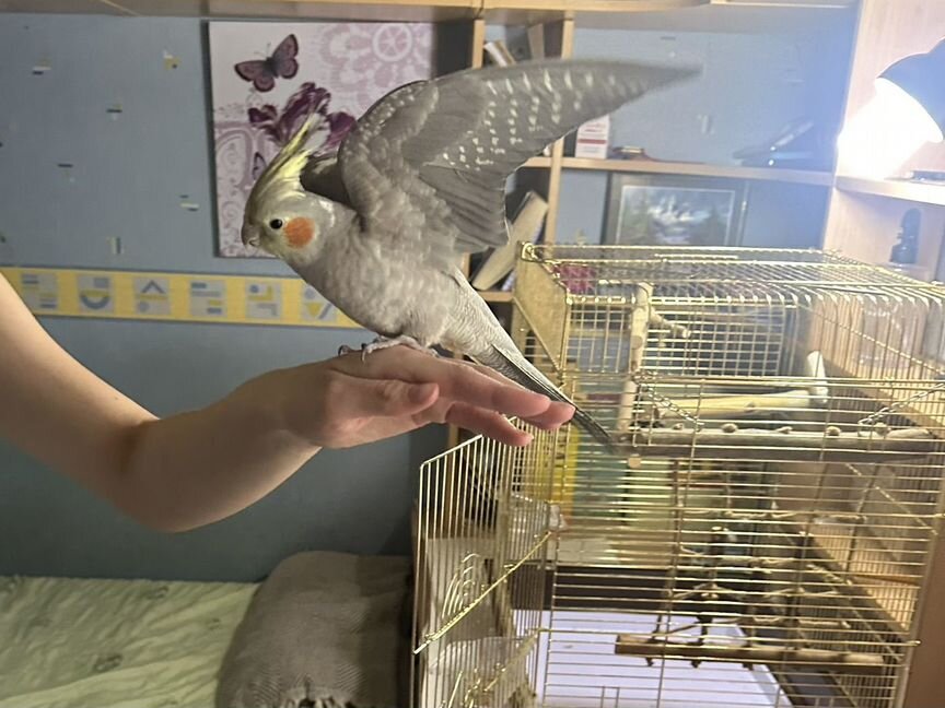 Корелла вместе с клеткой