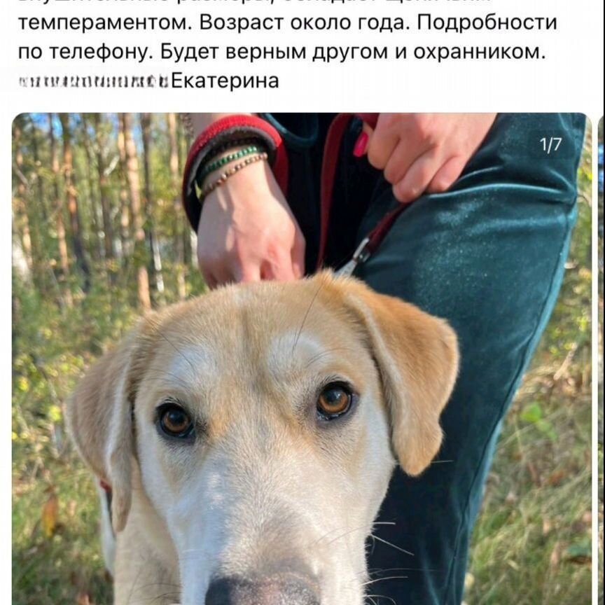 Животные в дар