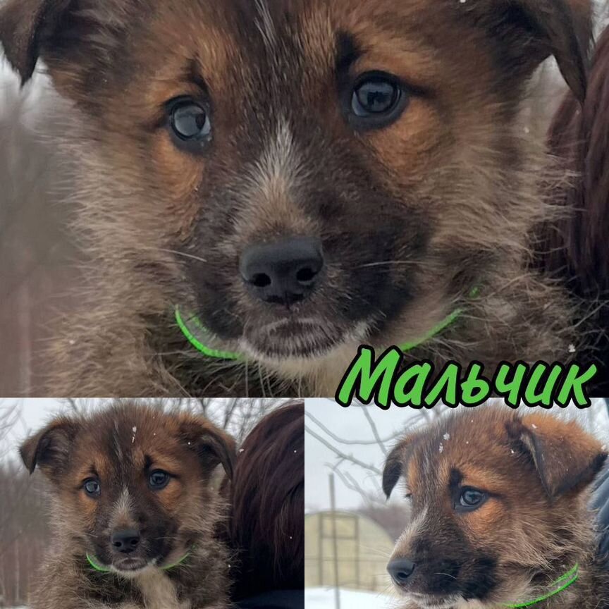 Щенки живут под открытым небом